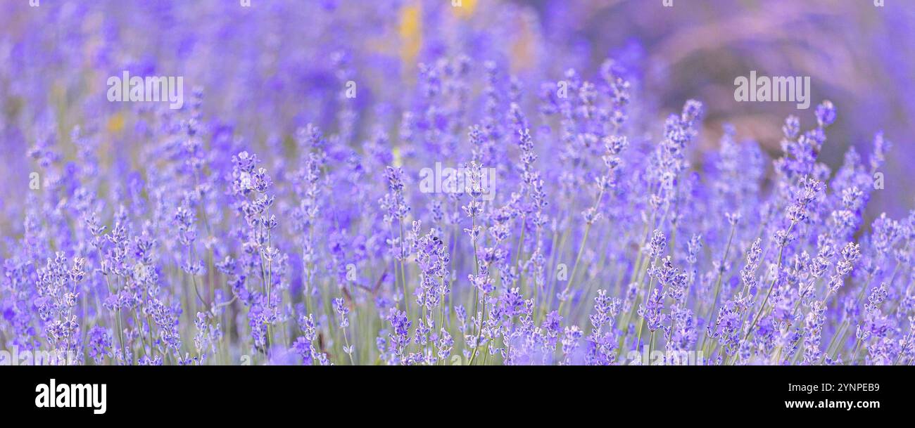 Lavender purple flowers row close-up, summer field banner Stock Photo ...