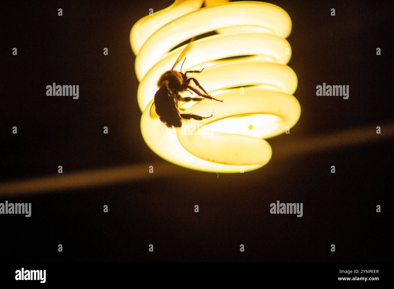Abstract light bulb logo hi-res stock photography and images - Alamy