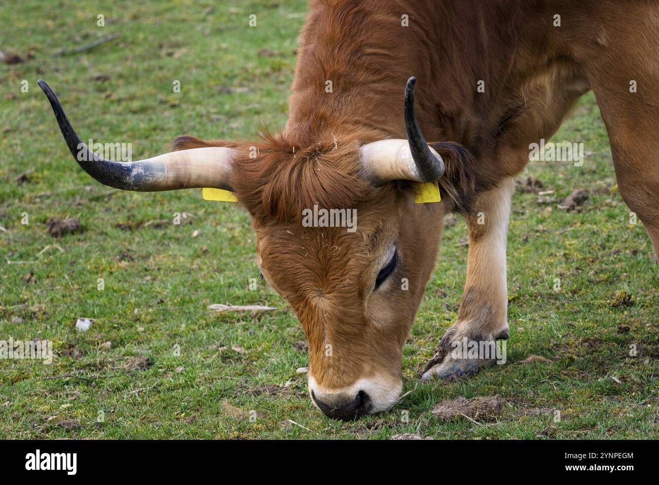 Brown bull eating grass. (Bos primigenius taurus Stock Photo - Alamy