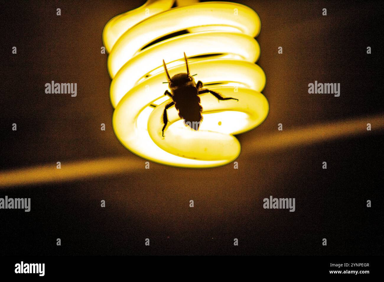 Bee on a fluorescent Bulb Stock Photo - Alamy