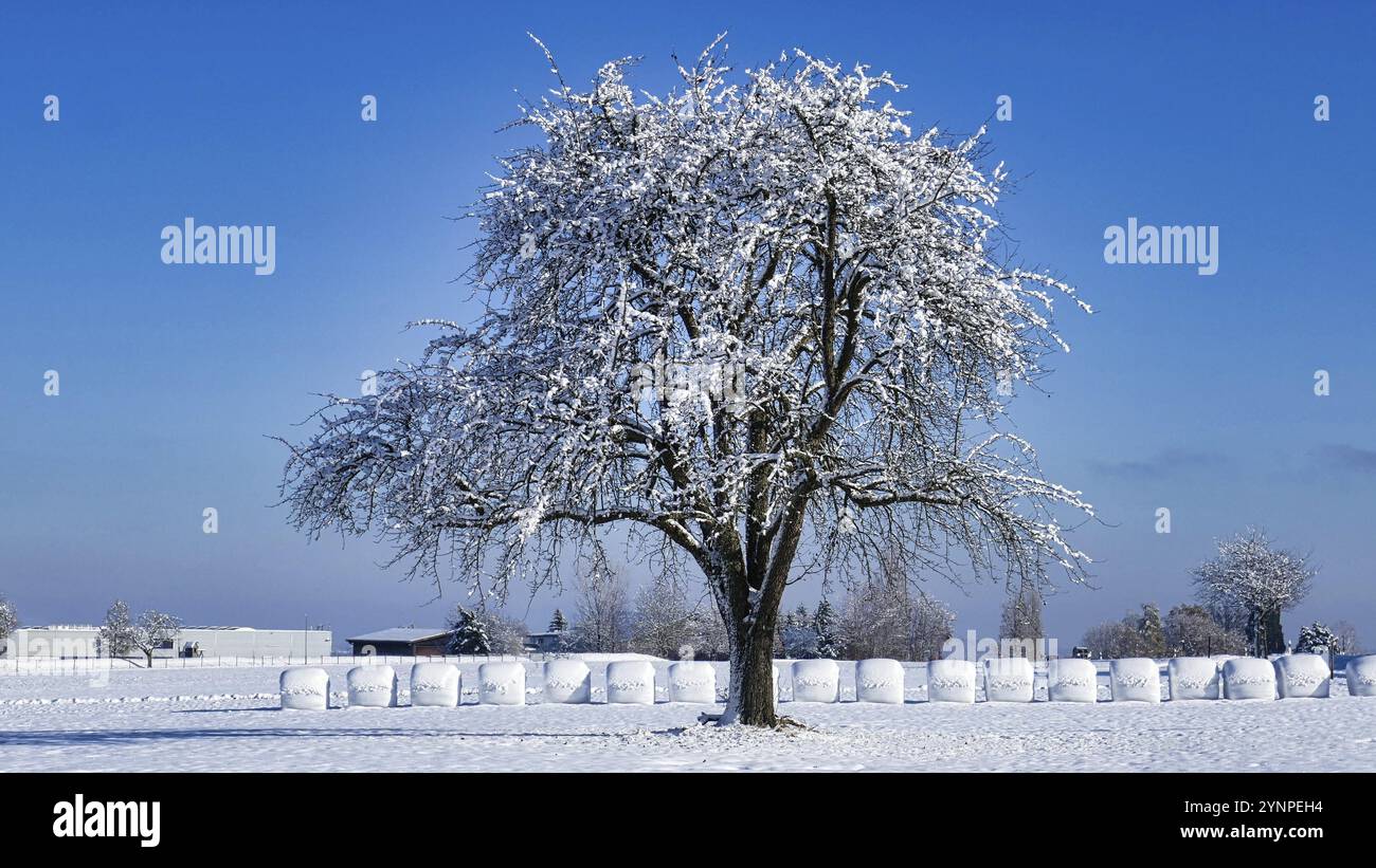 Snow-covered tree in winter landscape Stock Photo - Alamy