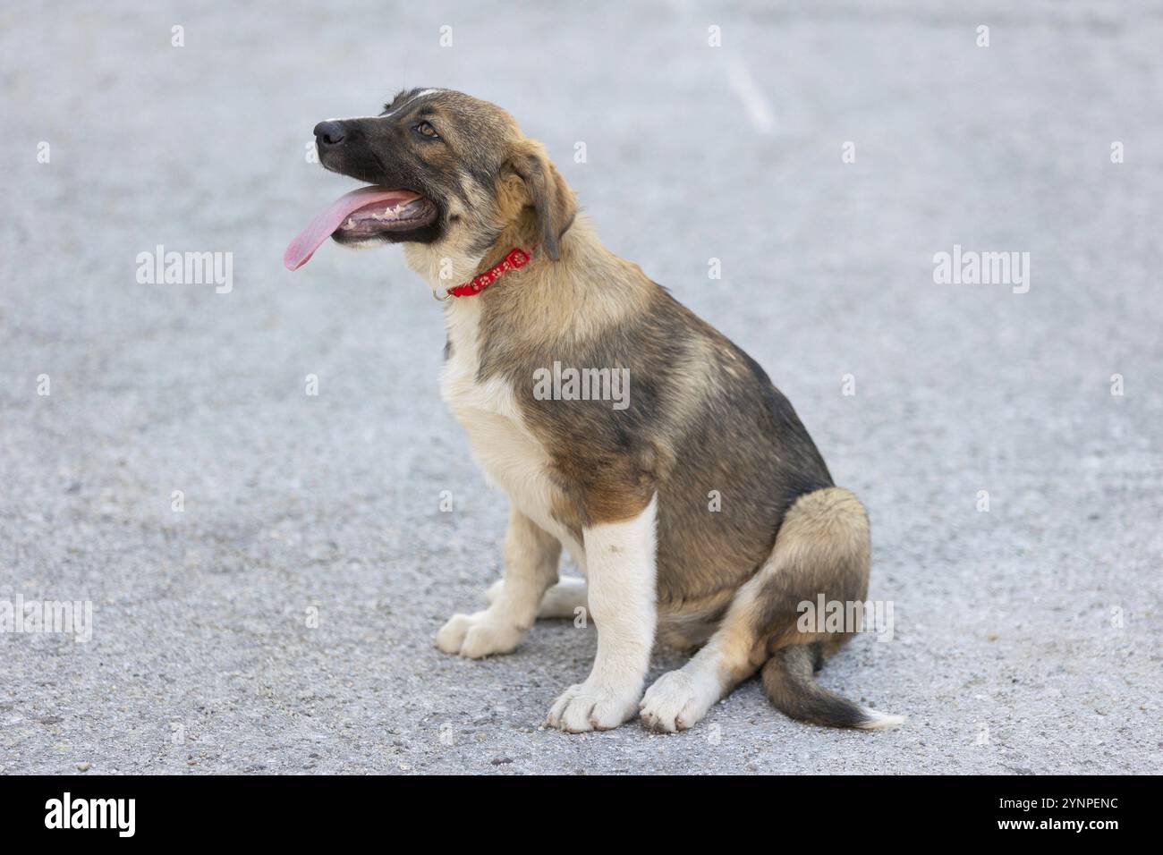 Brown mutt puppy sitting outdoor. Mixed-breed dog Stock Photo - Alamy