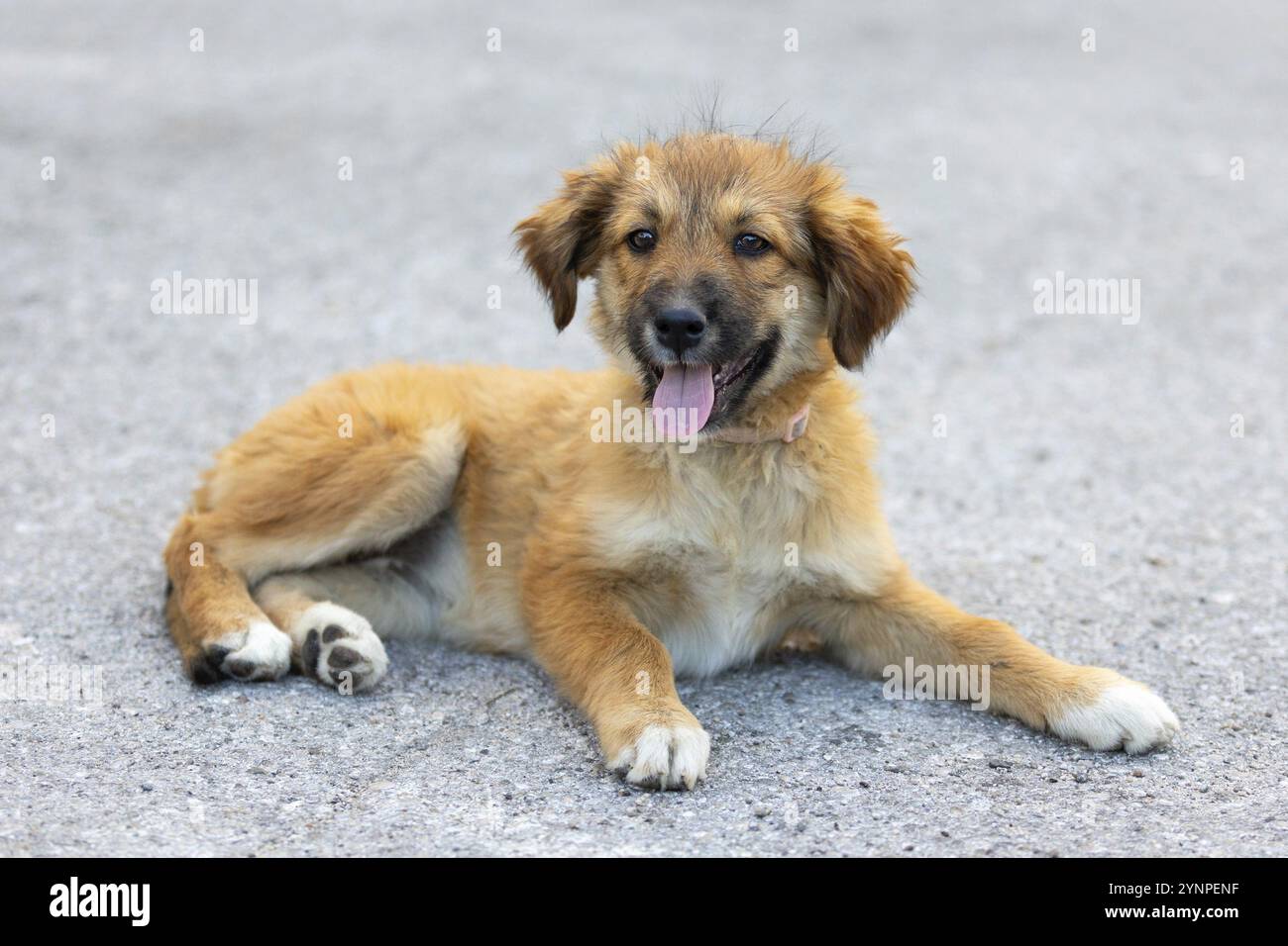 Red mutt puppy lying down outdoors. Mixed-breed dog Stock Photo - Alamy