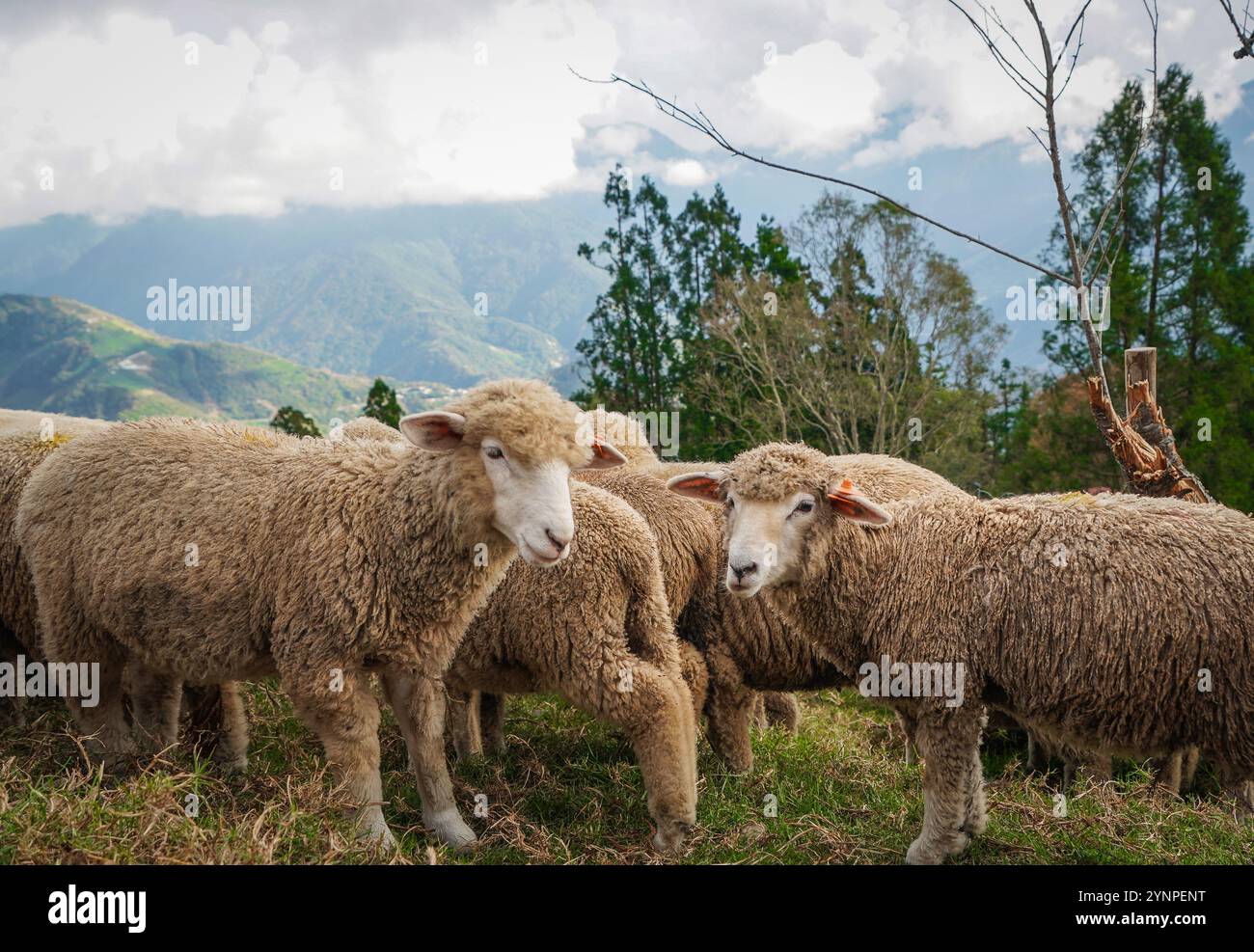 A flock of sheep is seen on a grassland in Cingjing, Ren'ai of Taiwan ...