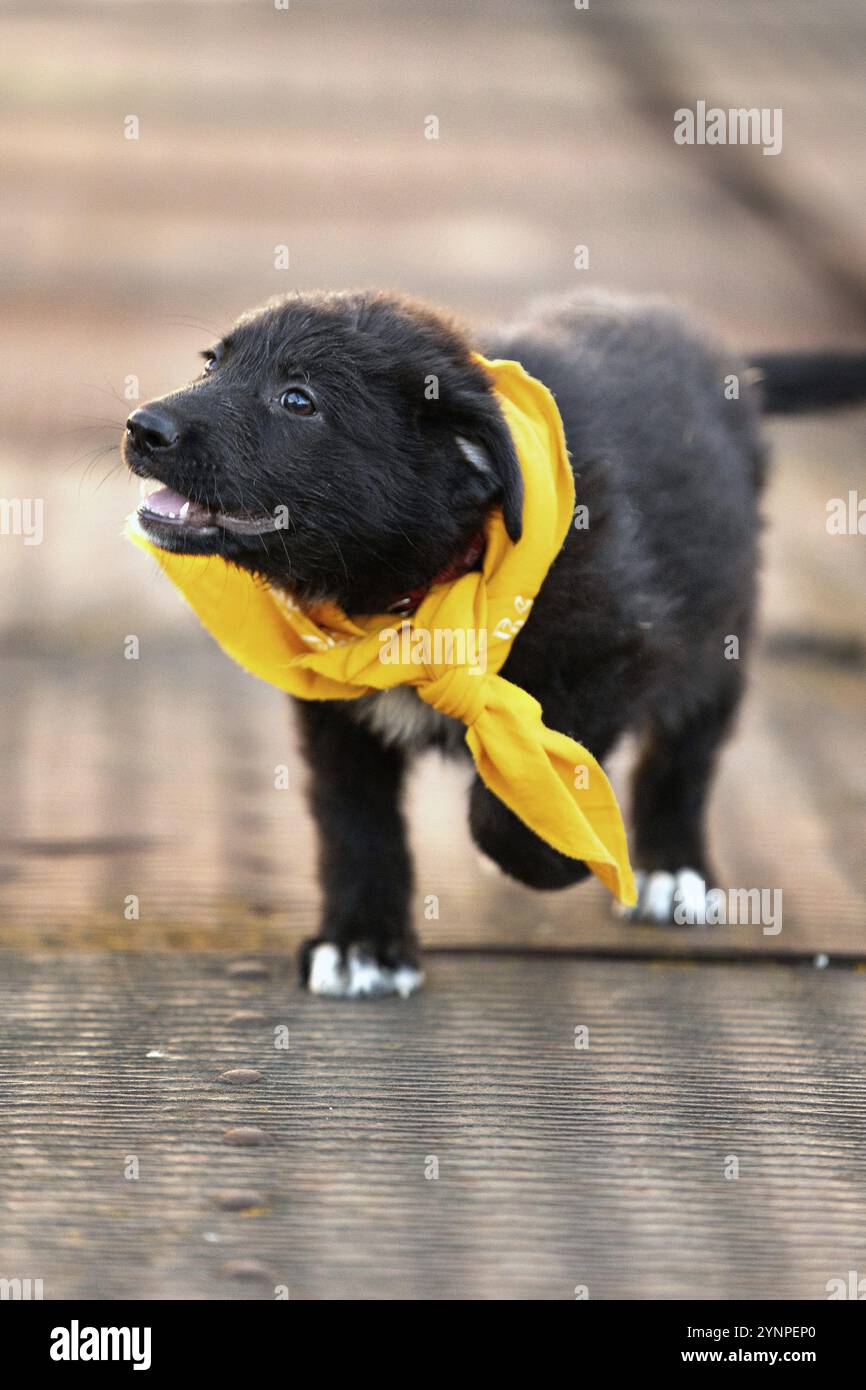 Black puppy mutt dog in yellow scarf walking outdoors Stock Photo - Alamy