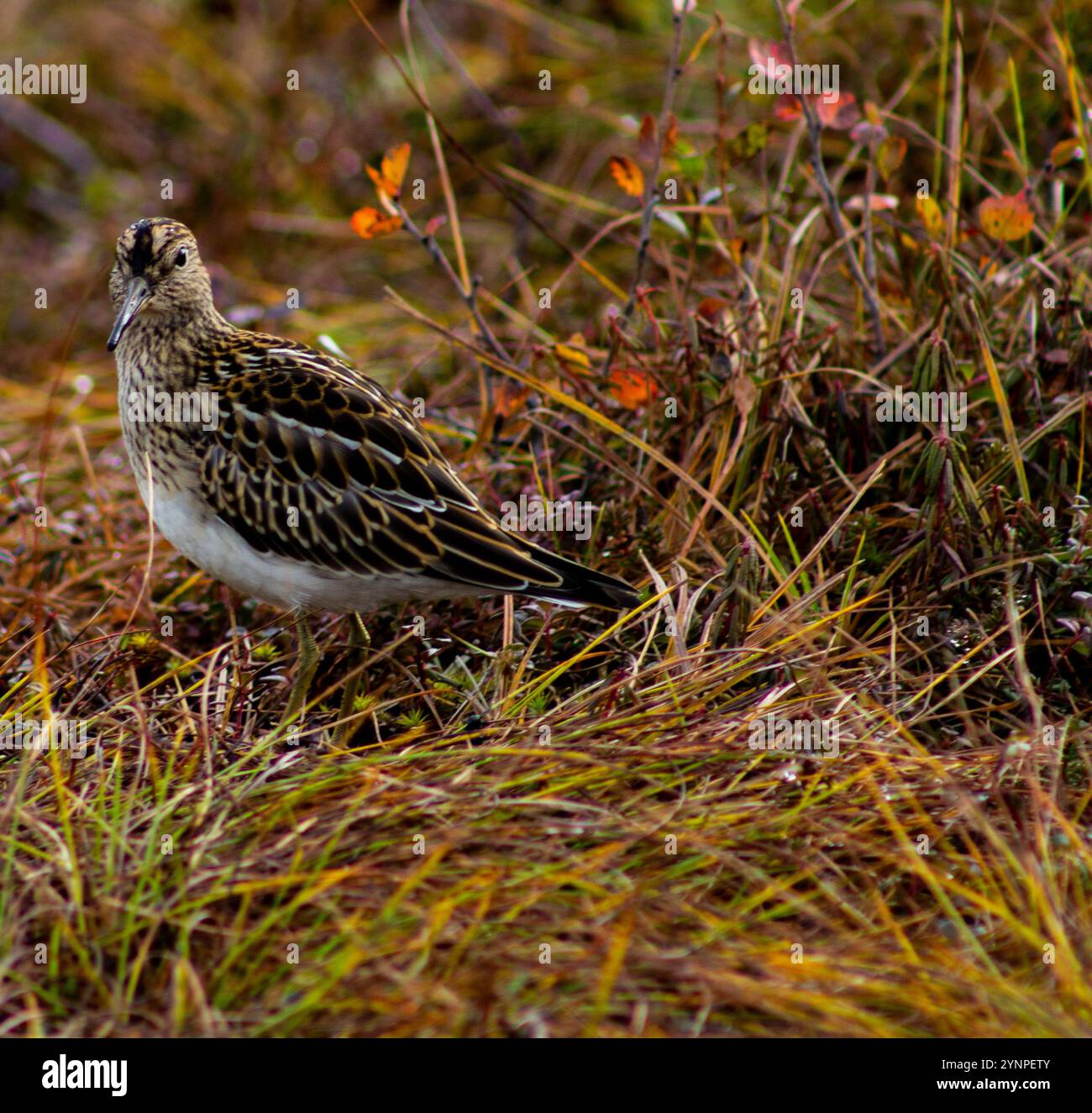 Purple Sandpiper in fall foliage Stock Photo - Alamy