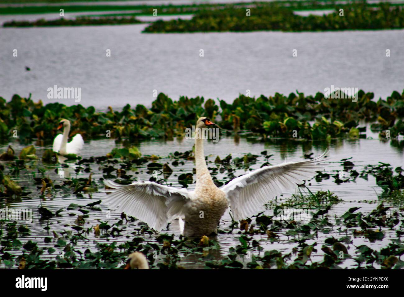 Swan Flapping its wings in the water Stock Photo - Alamy