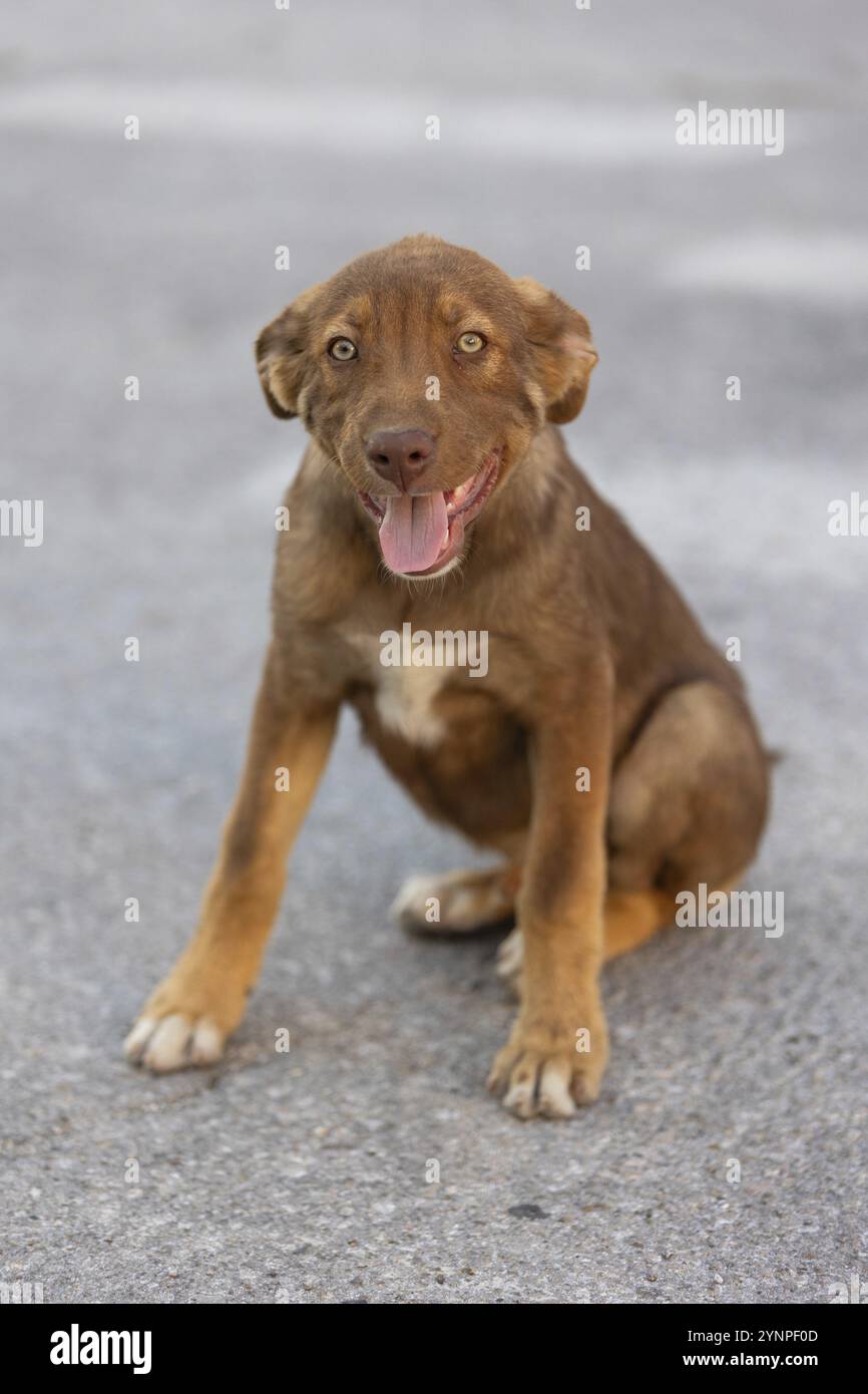 Dogs crossbreeds sitting hi-res stock photography and images - Alamy