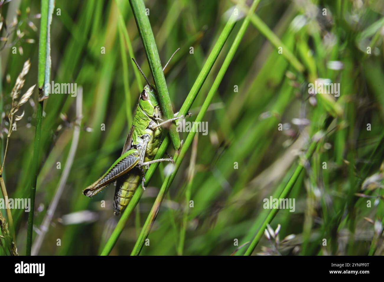 A view of a grasshopper in natural habitat on green grass Stock Photo ...