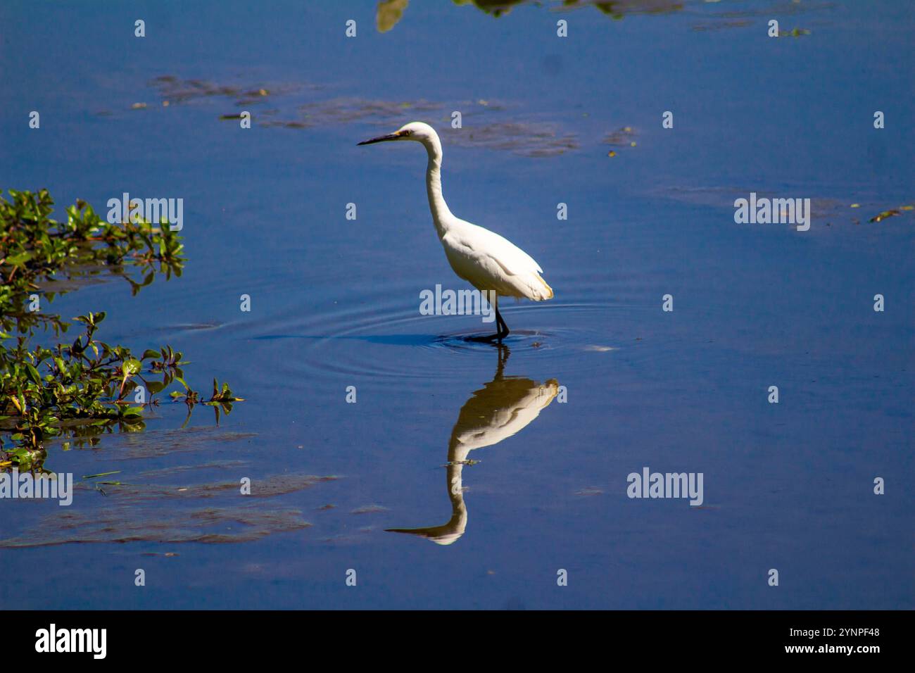 Crane standing adjacent to it's reflection Stock Photo - Alamy