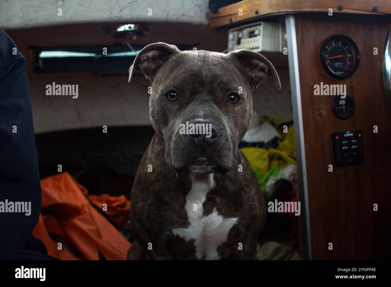 Caged pit bull hi-res stock photography and images - Alamy