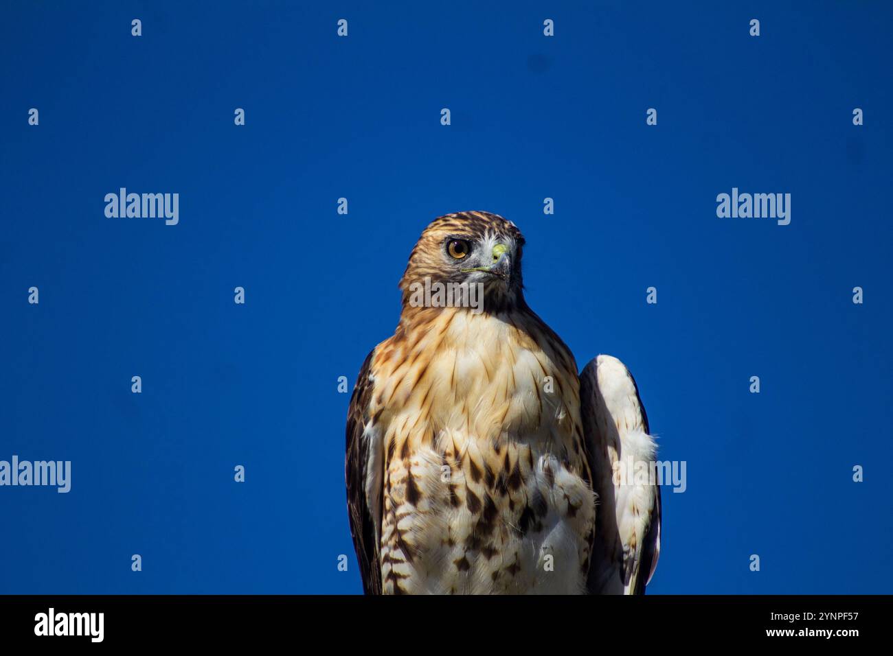 Hawk logo design hi-res stock photography and images - Alamy