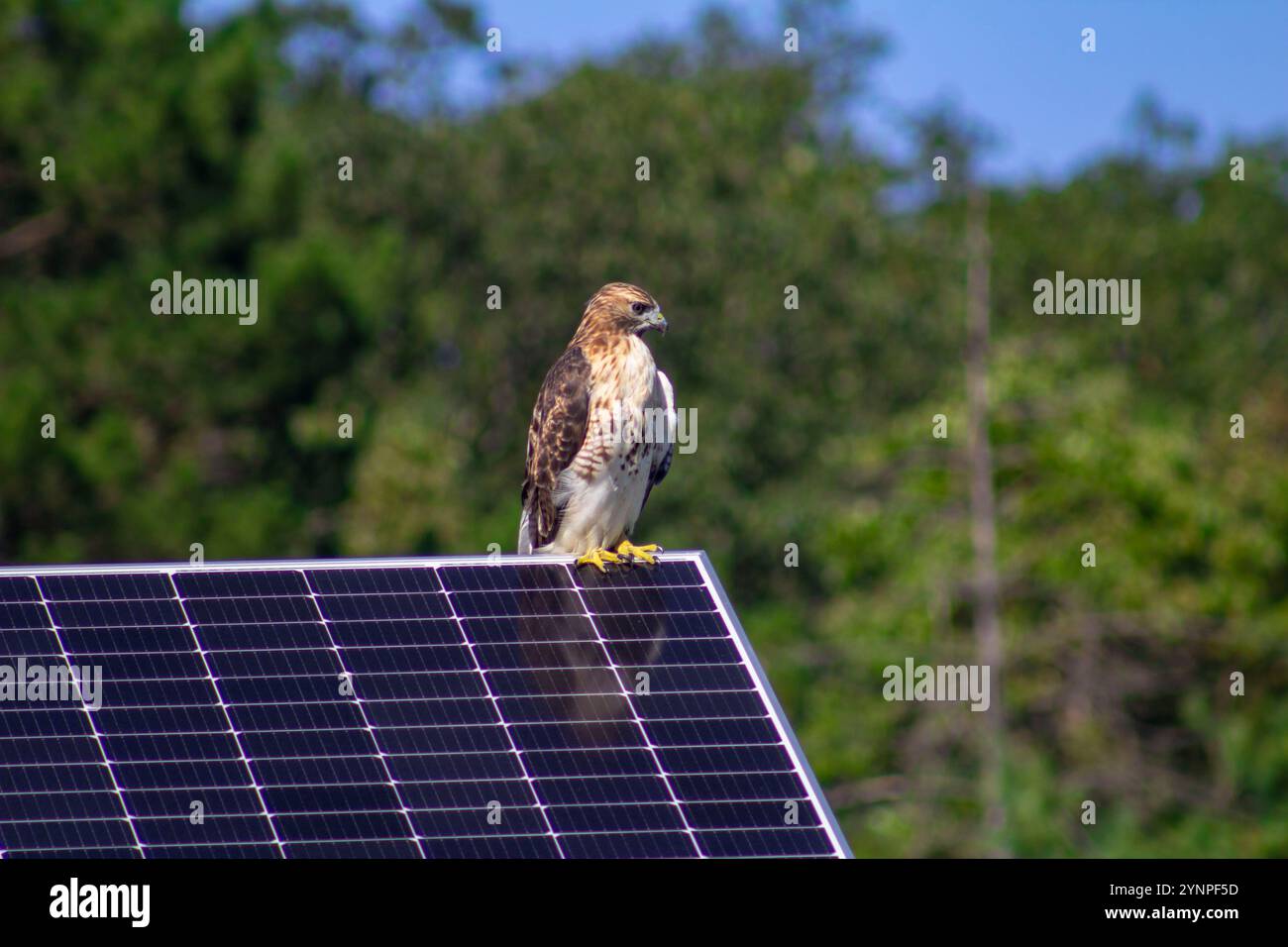 Solar panel logo hi-res stock photography and images - Alamy