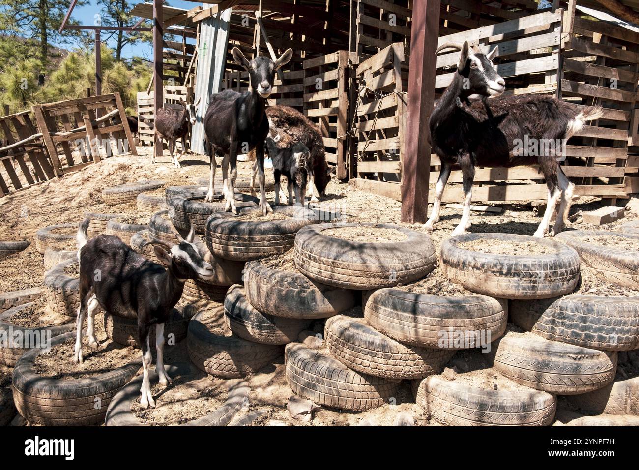 A goat farm. Tapalpa, Mexico, Central America Stock Photo - Alamy