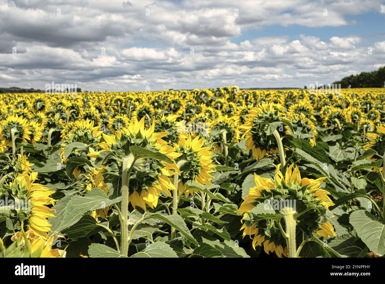 Beautiful blossoming sunflowers hi-res stock photography and images - Alamy