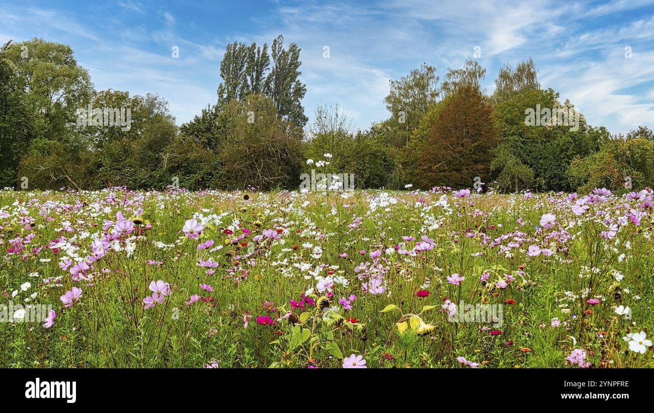 Wonderful flowering meadow Stock Photo - Alamy