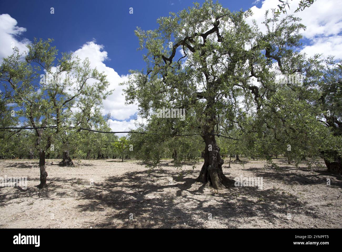 Olive trees field. Canosa DP, Puglia. Italy Stock Photo - Alamy