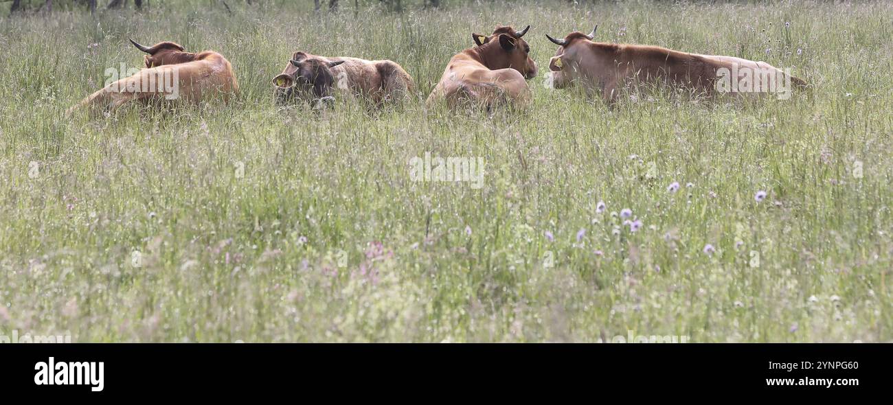 Four cows lying in a wetland in tall grass, Murnau.Werdenfelser cattle ...