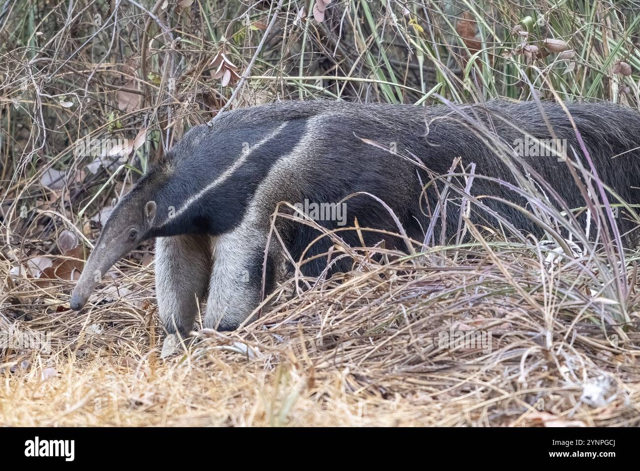 Giant anteater (Myrmecophaga tridactyla), at dusk, in front of sunrise ...