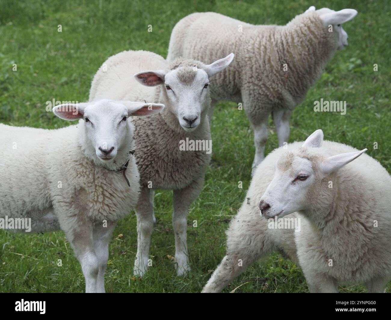 Four sheep standing close together in a green meadow and looking in ...