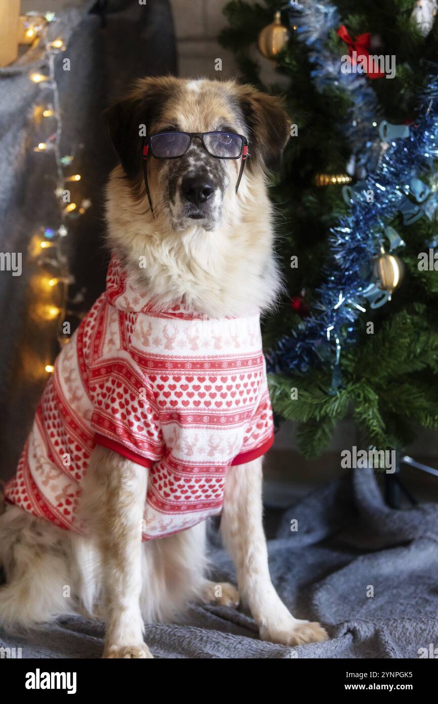 Big furry dog wearing red and white suit and glasses sitting near ...