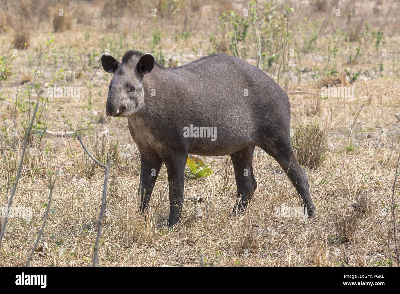 Lowland tapir (Tapirus terrestris), Pantanal, inland, wetland, UNESCO Biosphere Reserve, World ...