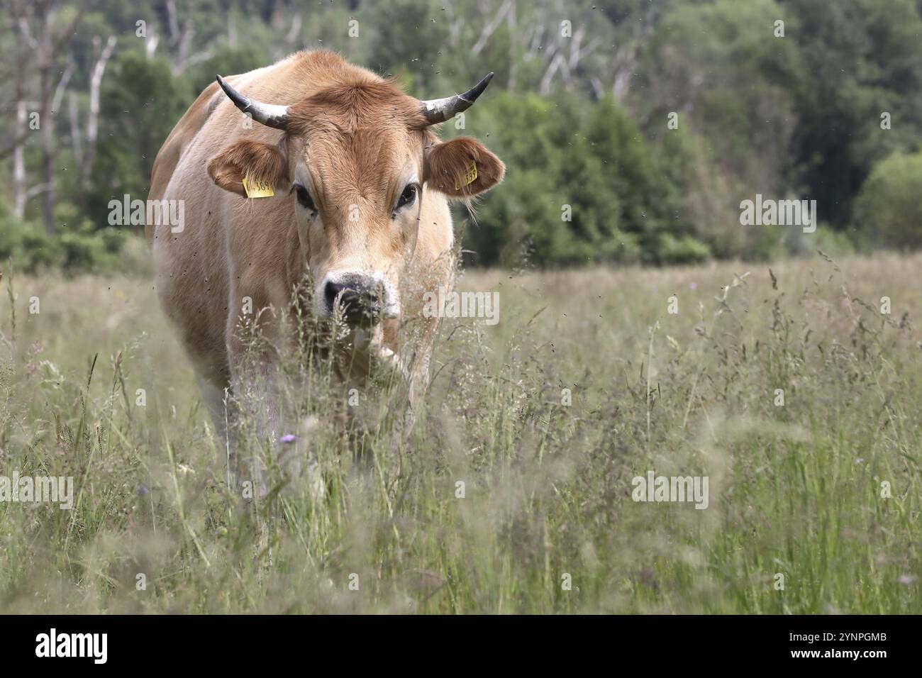 A cow standing in a wetland in tall grass, Murnau-Werdenfelser cattle ...