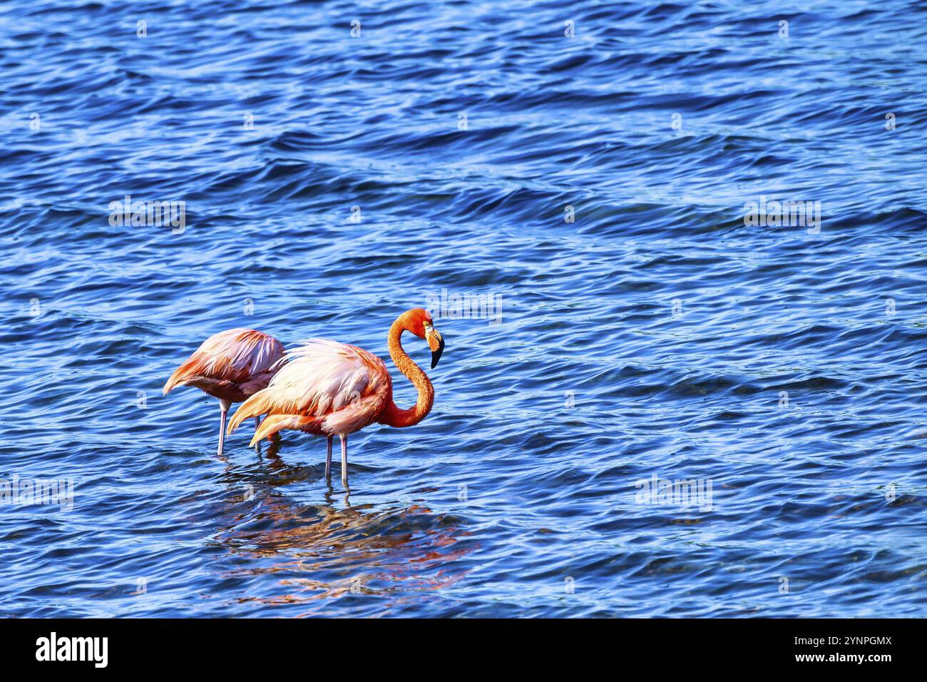 A view of the flamingos in the caribbean on the island of Bonaire Stock ...