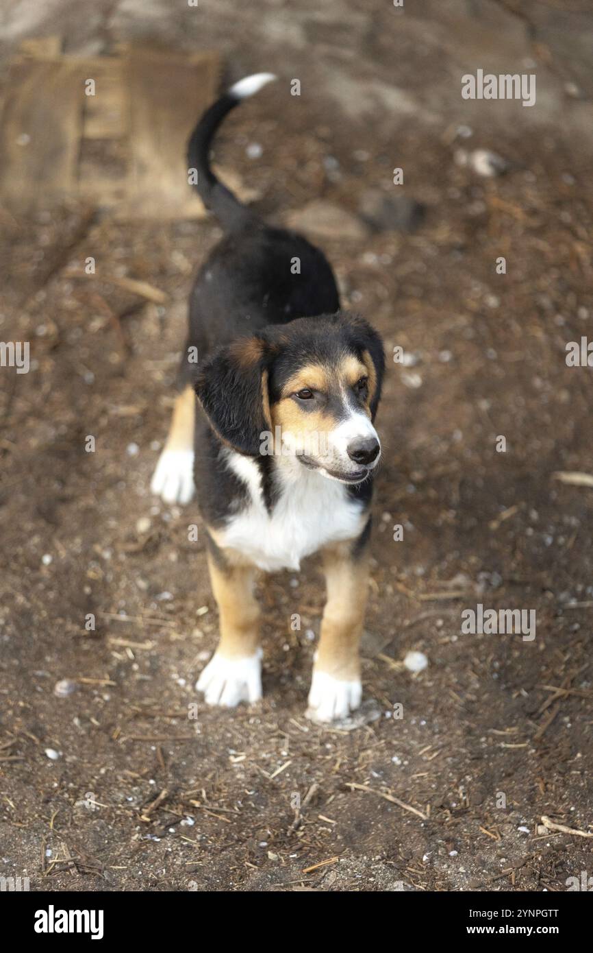Red mutt standing outdoor hi-res stock photography and images - Alamy
