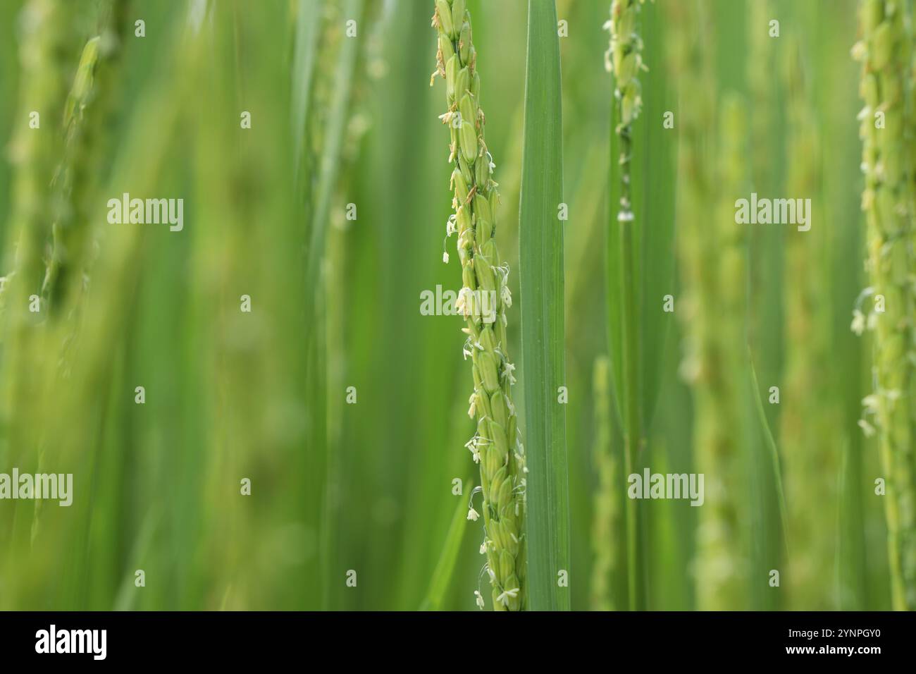 Close-up of vibrant green rice stalks with delicate grains and blooms ...