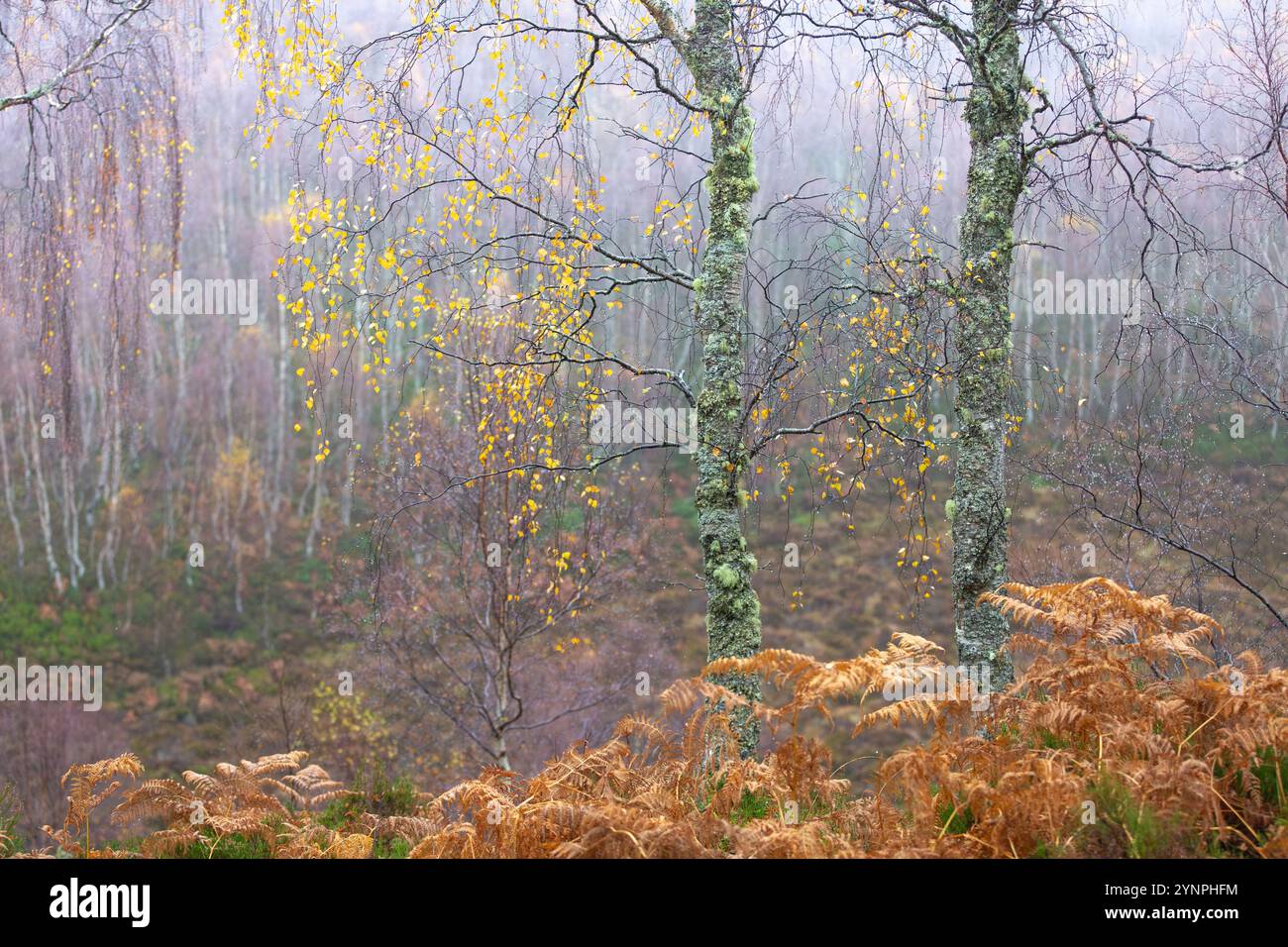 Lichen covered birch trees with golden leaves in the rain on a late ...