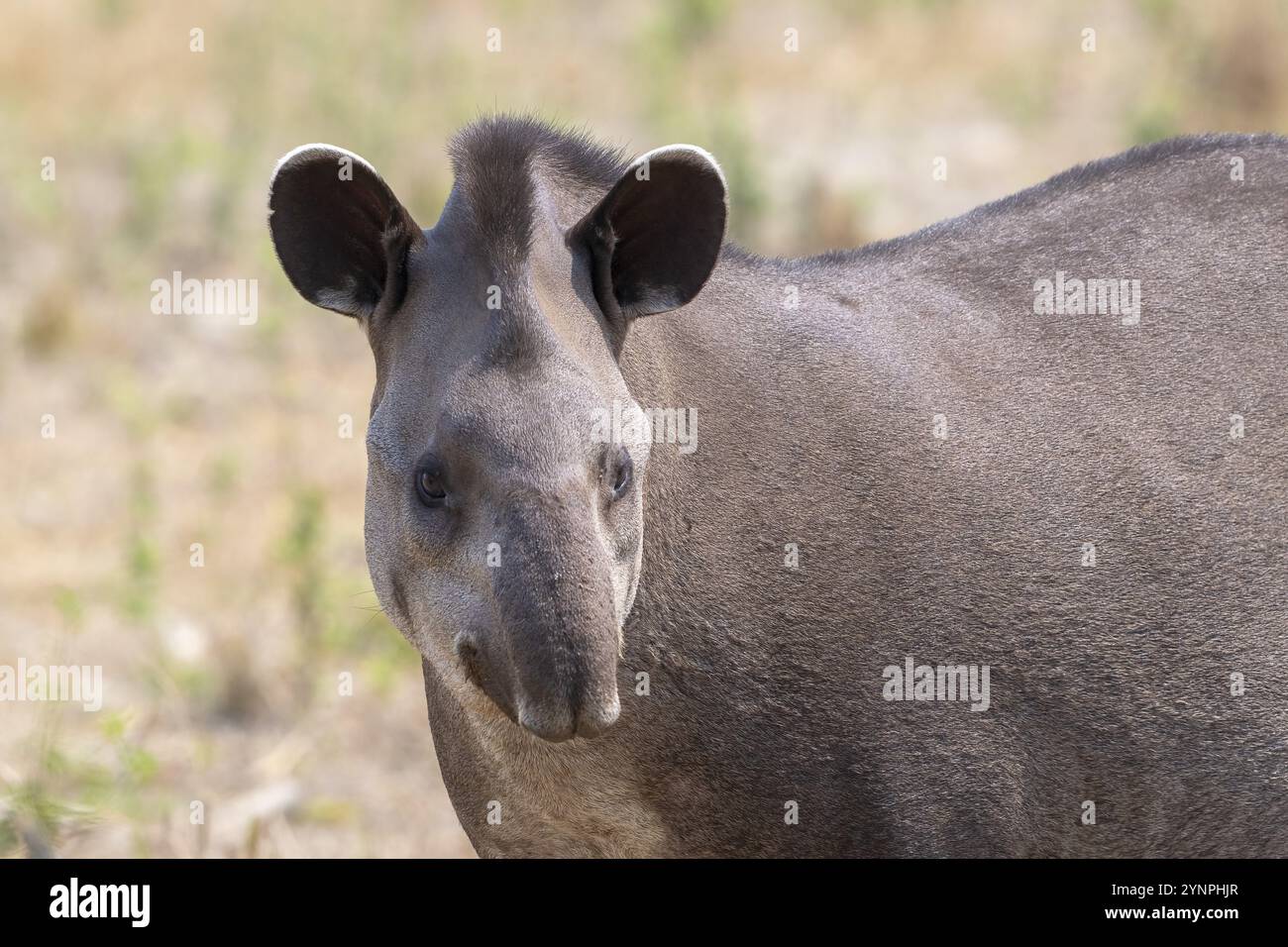 Lowland tapir (Tapirus terrestris), animal portrait, Pantanal, inland ...