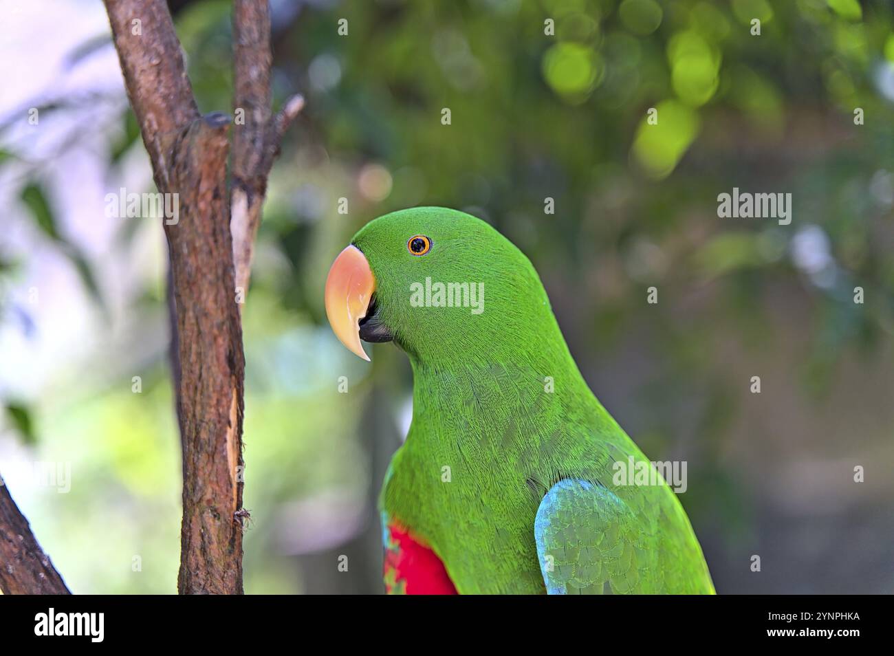 Green parrot sitting in the bird world of Kuranda and looking sideways ...
