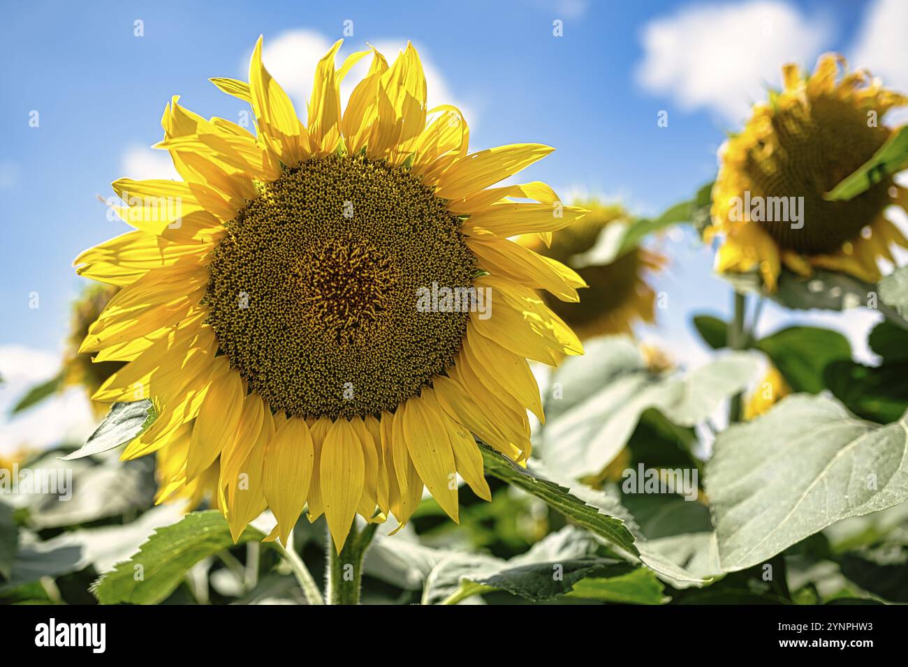 Sunflowers in a field in nice summer weather Stock Photo - Alamy