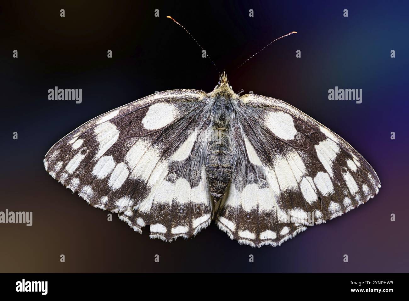 A close look at a white butterfly in natural habitat on colorful plants ...