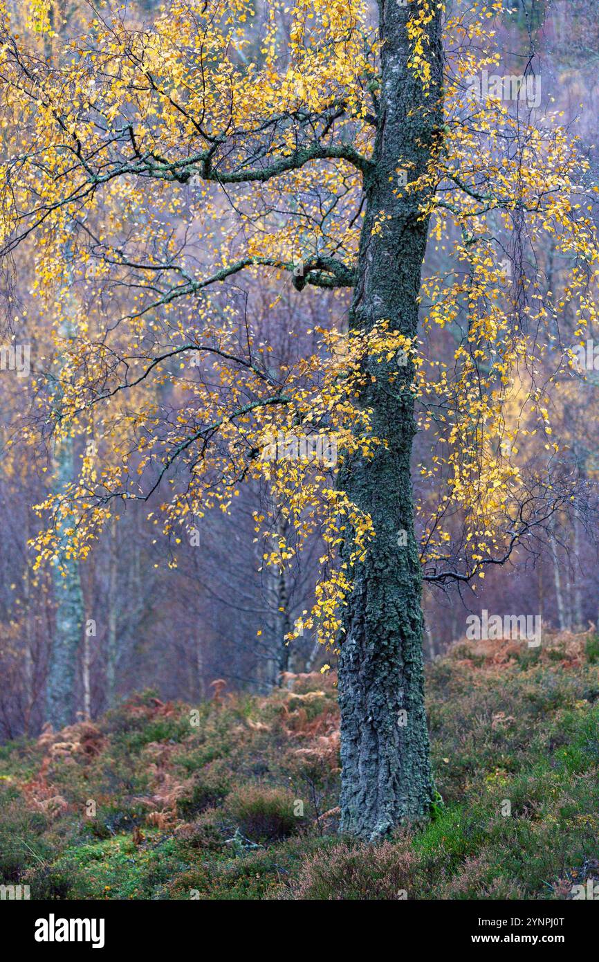 Lichen covered birch trees with golden leaves in the rain on a late ...
