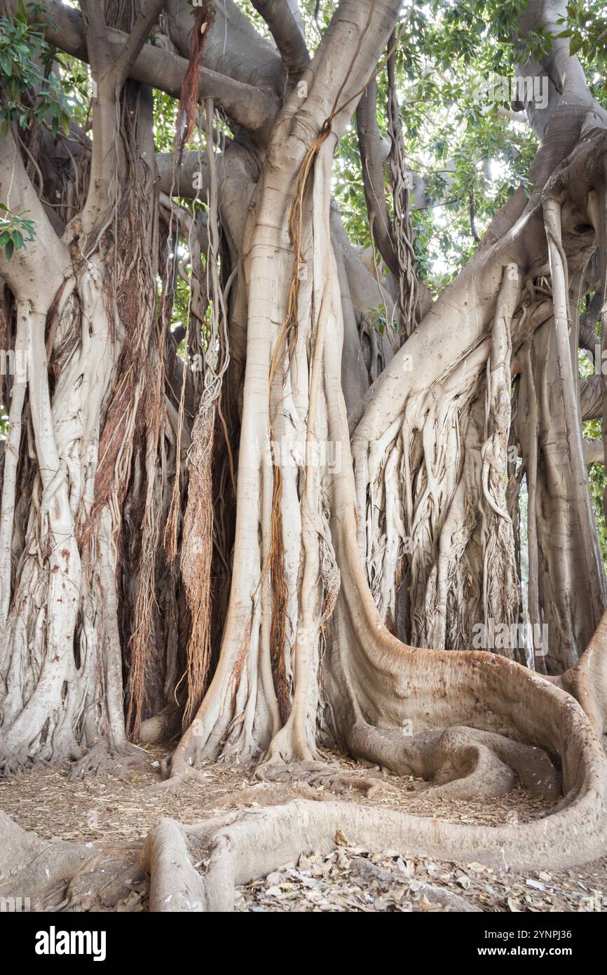 Biggest tree hi-res stock photography and images - Alamy