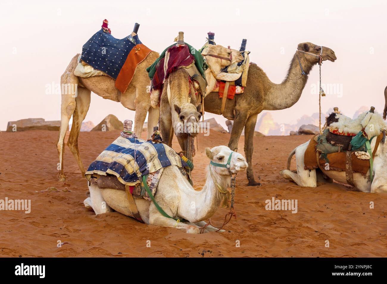 Camels rest on the sand in the desert Wadi Rum, Jordan. Sandstone rocks ...