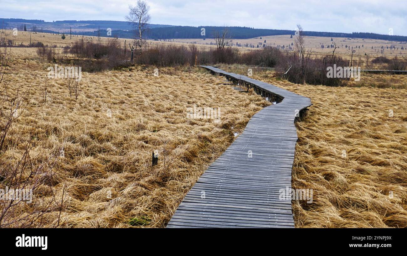 Hiking trail through the High Fens nature park Park Stock Photo - Alamy