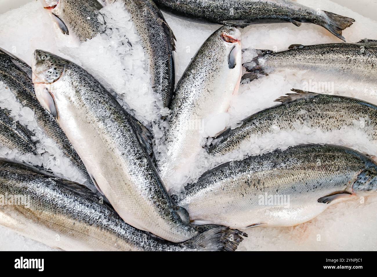 Whole salmon sale fish hi-res stock photography and images - Alamy