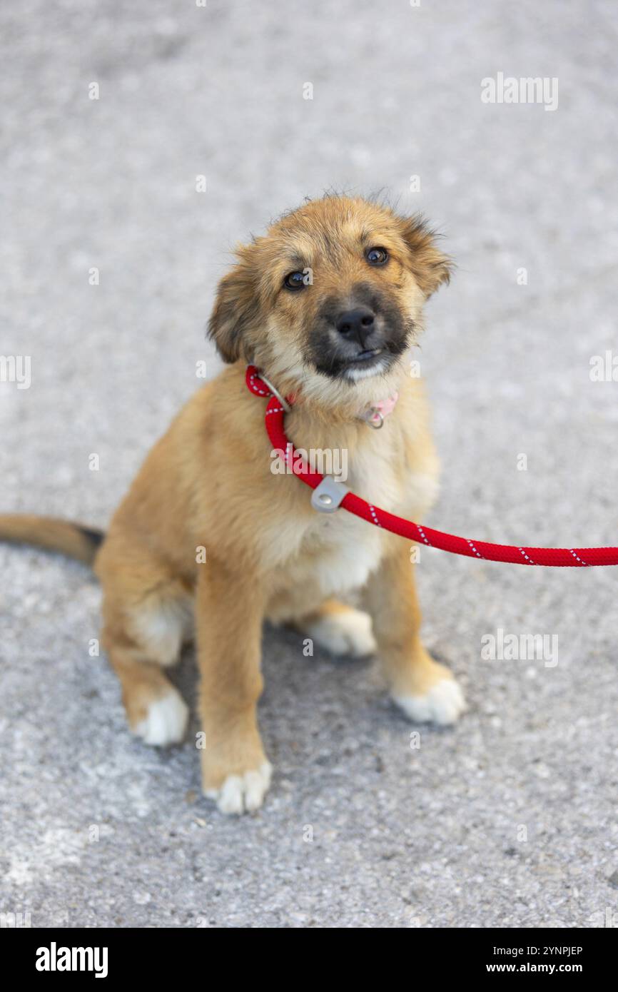 Red mutt puppy sitting outdoor. Mixed-breed dog Stock Photo - Alamy