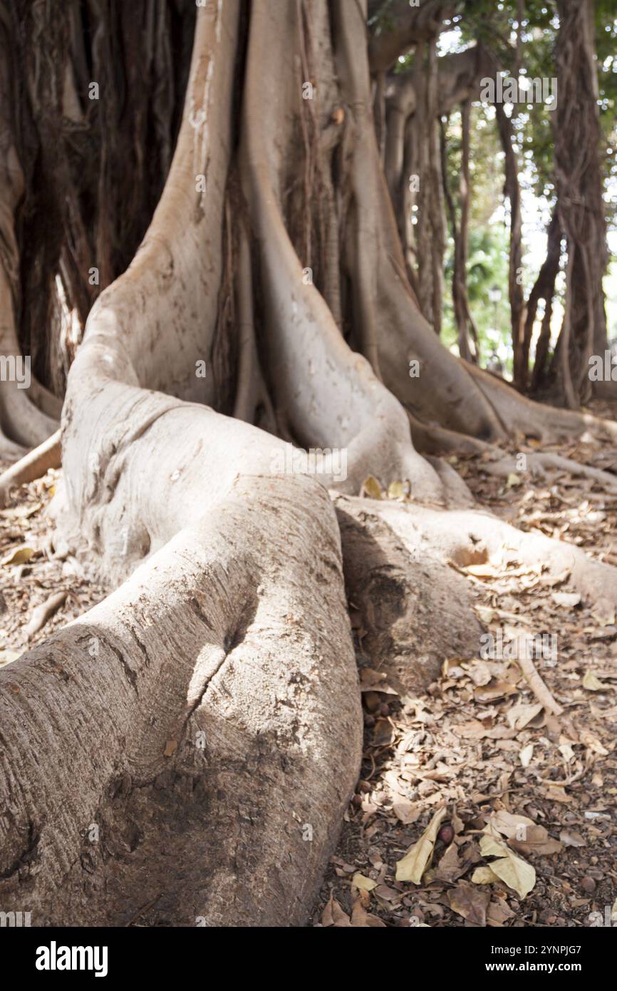 Biggest tree of ficus with its amazing roots. Palermo, Sicily. Italy ...