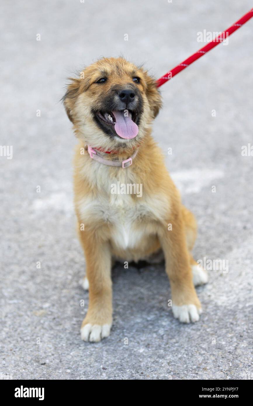 Red mutt puppy sitting outdoor. Mixed-breed dog Stock Photo - Alamy