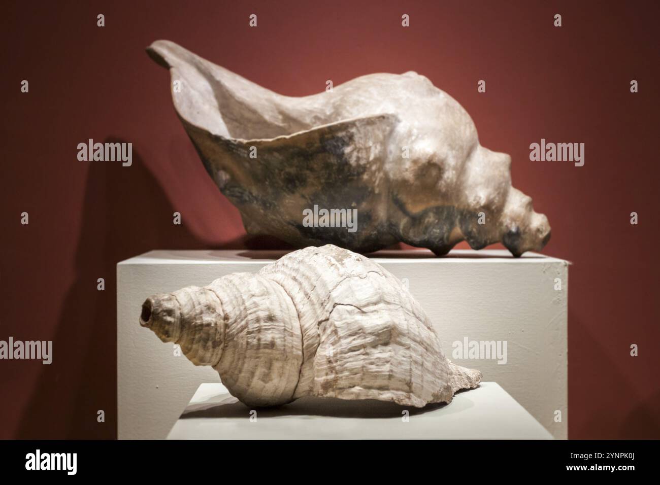 Big prehistoric conch on coloured background. Guadalajara, Jalisco ...