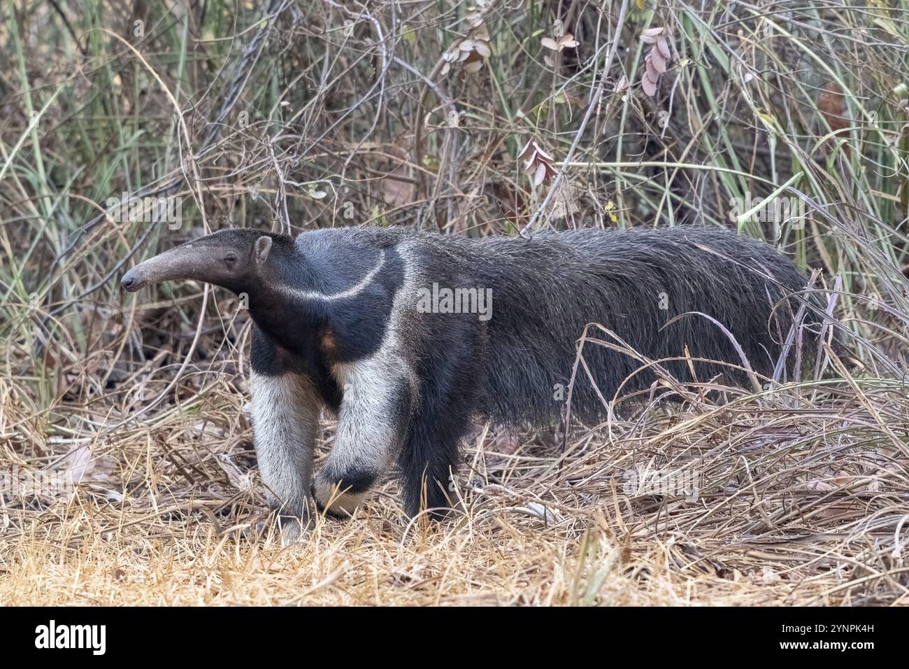 Giant anteater (Myrmecophaga tridactyla), at dusk, in front of sunrise ...