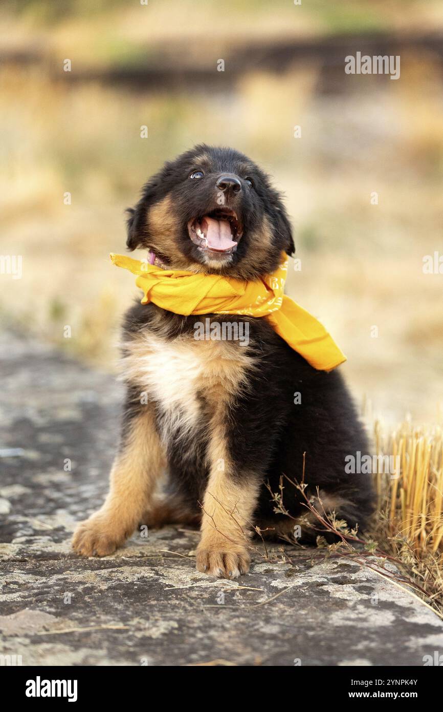 Happy Black and brown puppy mutt dog in yellow scarf sitting outdoors ...