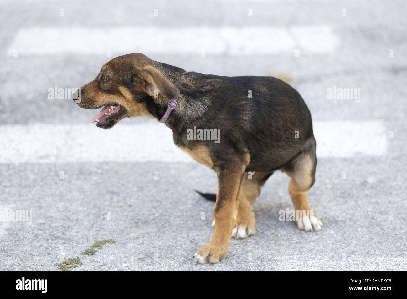 Brown mutt puppy sitting outdoor. Mixed-breed dog Stock Photo - Alamy