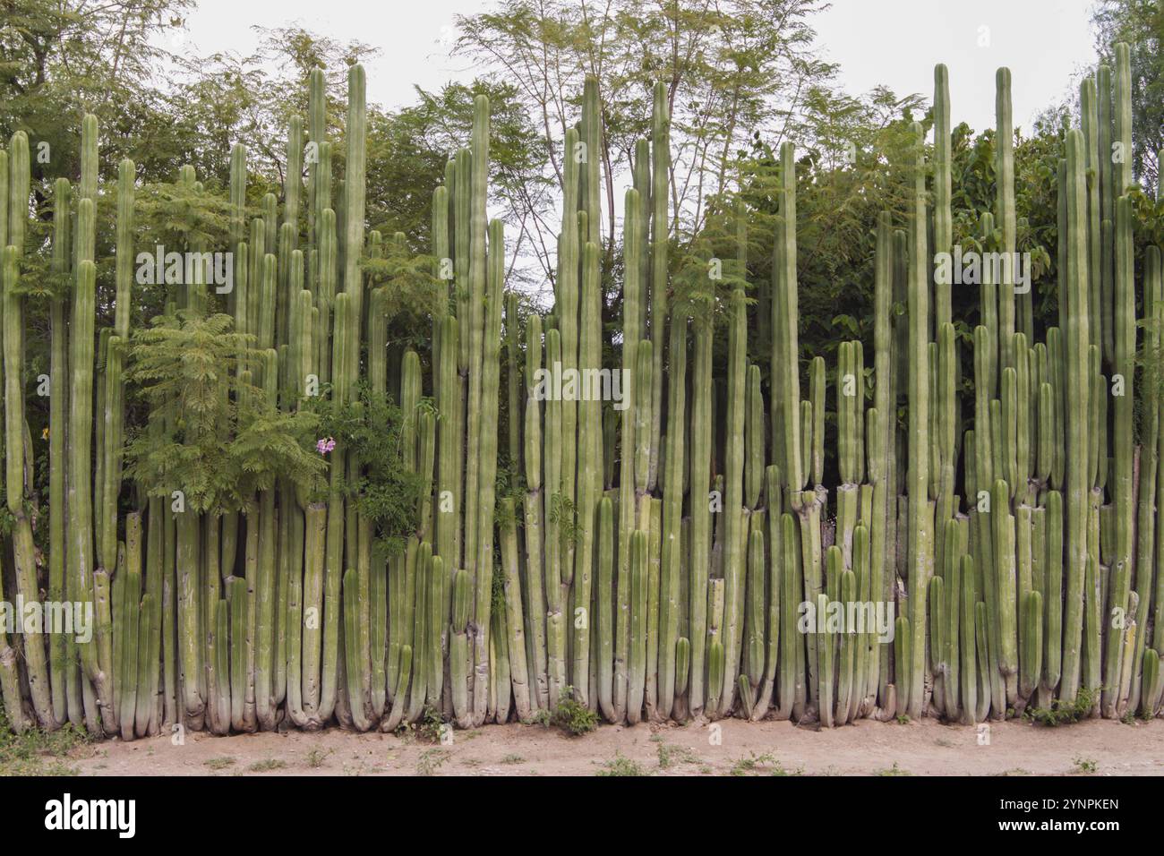 Wall of pipe organ and prickly pear cactus. Mitla, Oaxaca. Mexico Stock ...