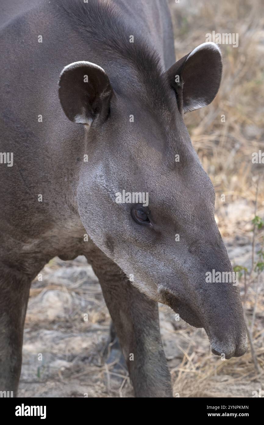 Lowland tapir (Tapirus terrestris), animal portrait, Pantanal, inland ...