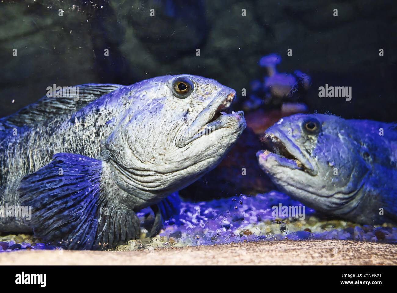 Bright fish colors hi-res stock photography and images - Alamy